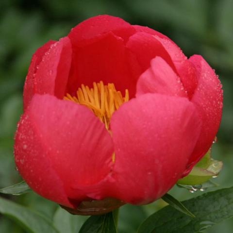 Peony - Geraldine | Friends School Plant Sale