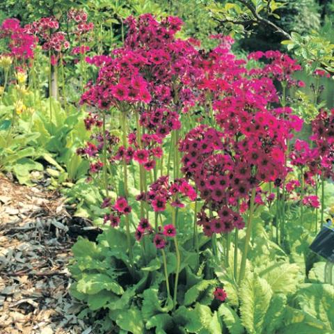 Primrose - Piano Blue | Friends School Plant Sale