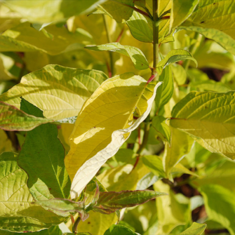 Dogwood, Siberian - Prairie Fire | Friends School Plant Sale